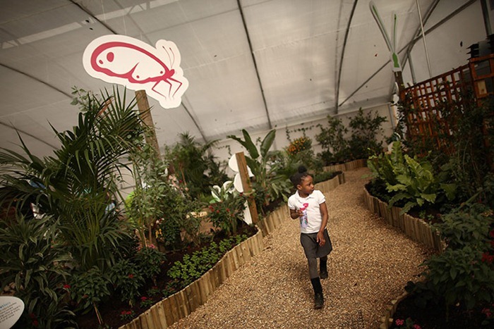 Tropical Butterflies Exhibition at London | Amusing Planet